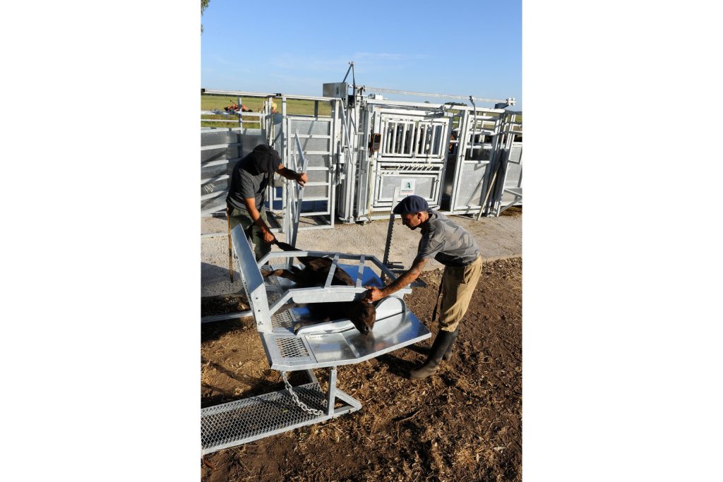 VOLTEADOR DE TERNEROS